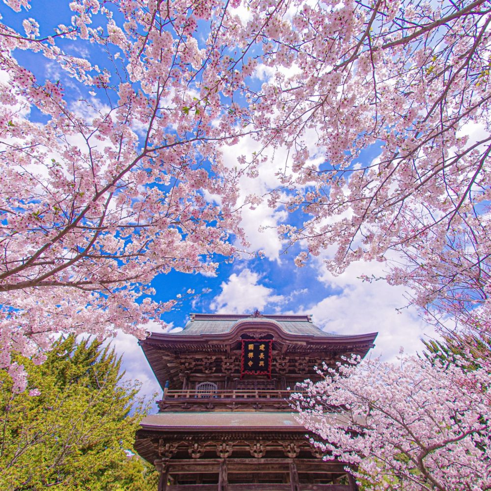 Alfa, Beta, Gamma, Delta… y la flor del cerezo - Campus FAD